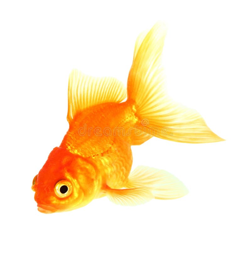 Gold fish. Isolation stock photo. Image of color, dream - 28776538