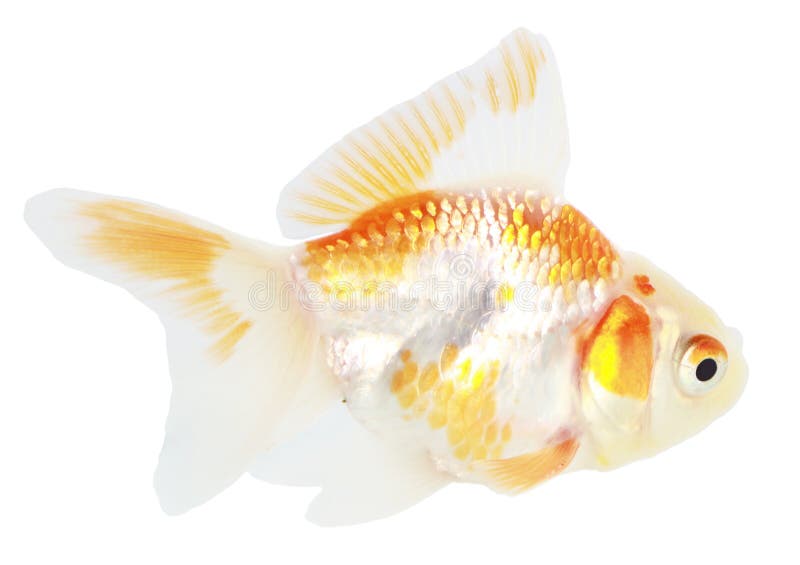 Gold Fish. Isolation on the White Stock Photo - Image of golden ...