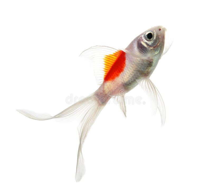 Gold Fish Isolation on the White Background Stock Photo - Image of ...