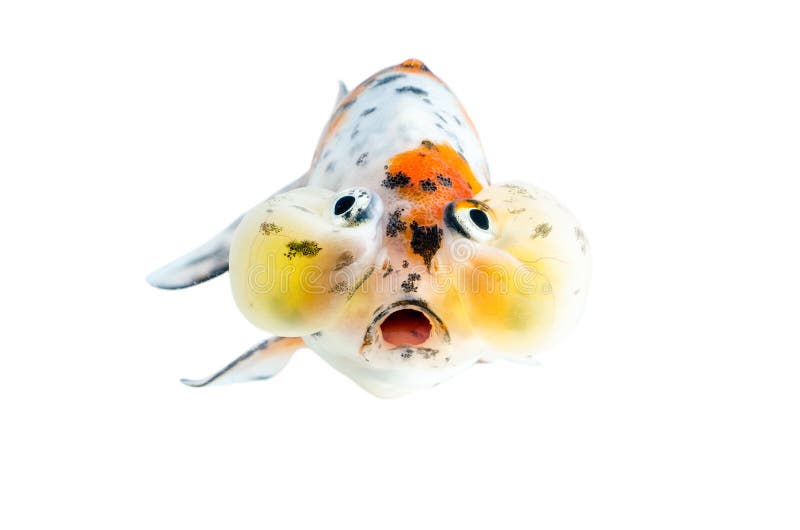 Goldfish Bulging Eyes Stock Photos - Free & Royalty-Free Stock Photos ...