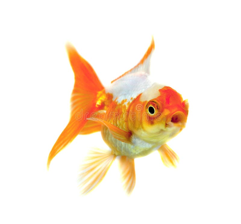 Gold Fish Isolation on the White Background Stock Photo - Image of ...