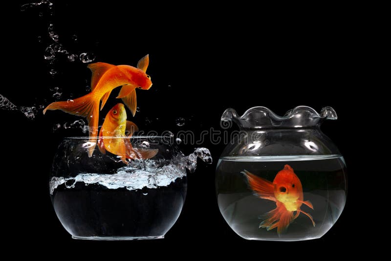 Gold fish jumping stock photo. Image of fresh, fishes - 215543200
