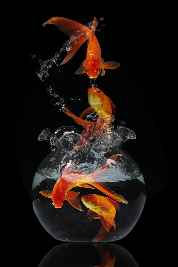 Gold fish jumping stock photo. Image of fresh, fishes - 215543200
