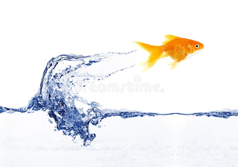 Gold fish jumping stock photo. Image of liquid, droplet - 25096178