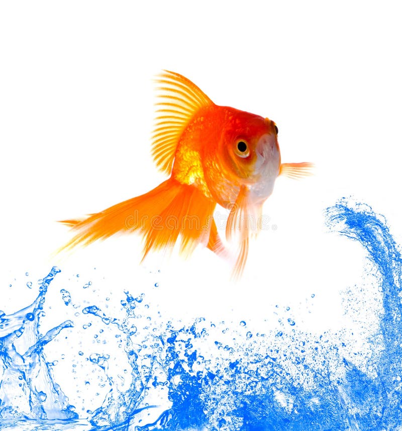 Gold fish jumping stock photo. Image of drop, fresh, droplet - 8567690