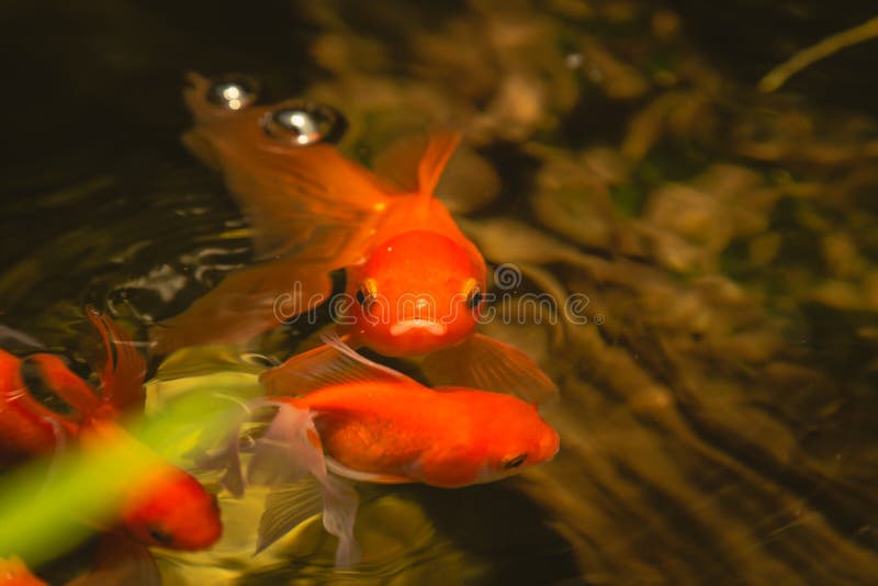 Gold fish in nature pond. stock image. Image of scared - 79144573