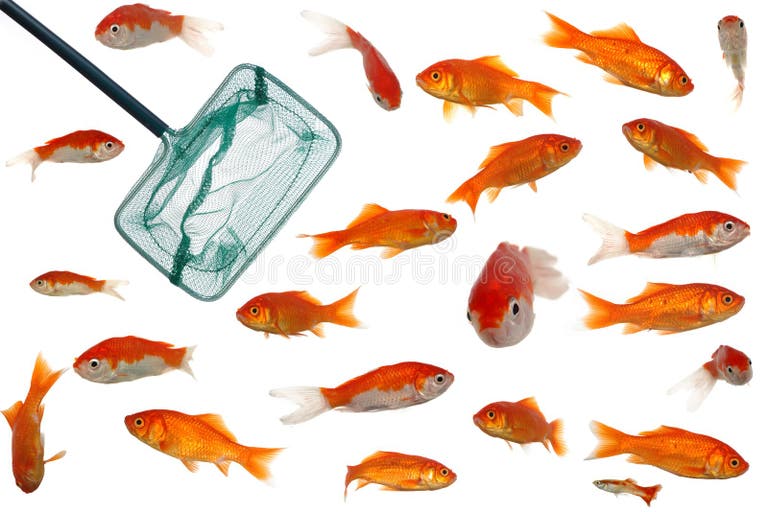 215 Goldfish Net Stock Photos - Free & Royalty-Free Stock Photos from ...
