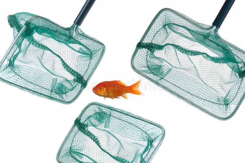 123 Goldfish Fishing Net Stock Photos - Free & Royalty-Free Stock ...