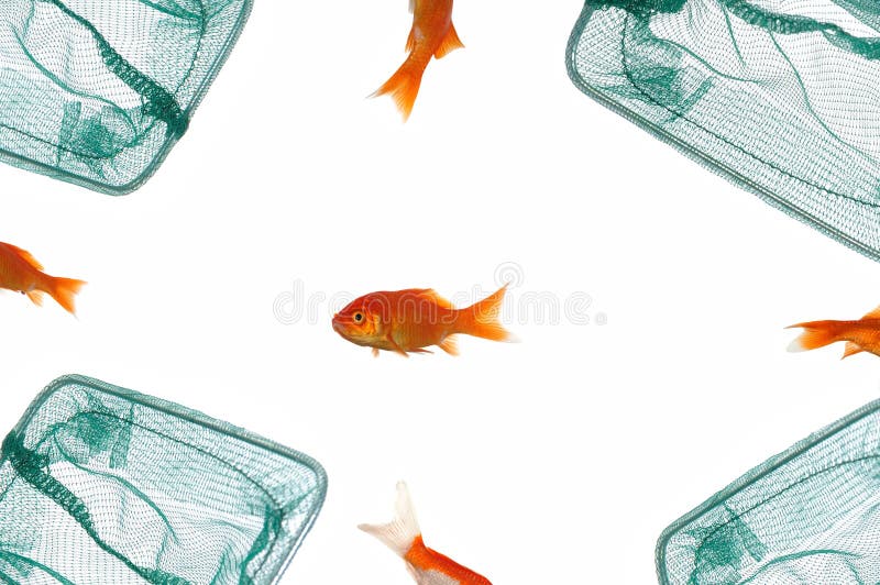 Gold fish and net stock photo. Image of formation, background - 2419792