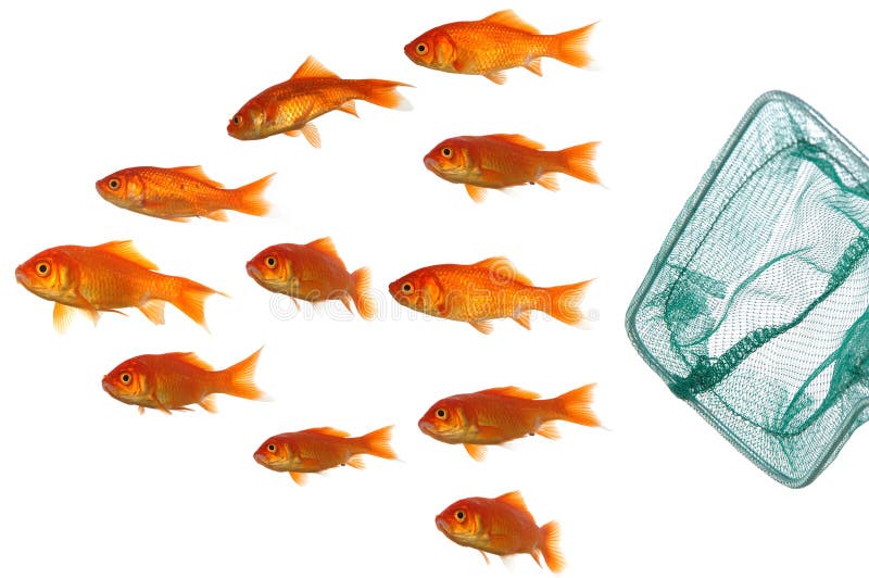 Gold fish and net stock photo. Image of formation, background - 2419792