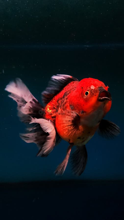 Gold Fish Oranda Long Tail stock image. Image of tail - 395637123