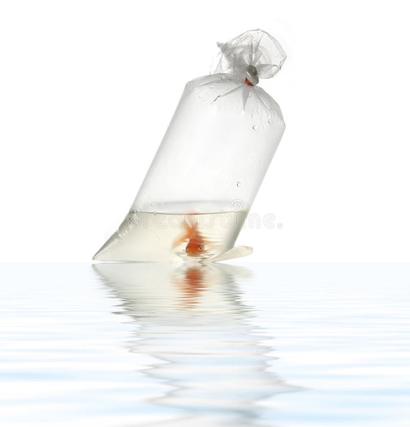 Gold fish in plastic bag stock photo. Image of single - 3803842