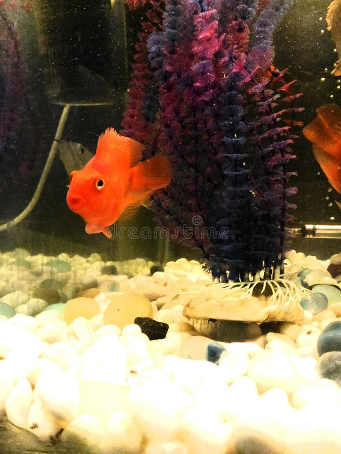 Fishgoldfish Stock Photos - Free & Royalty-Free Stock Photos from ...