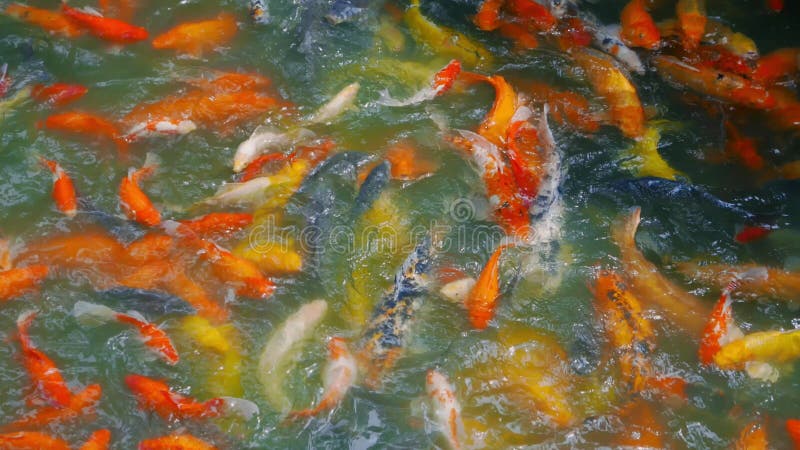 Gold Fish in a Pond Shanghai China Stock Footage - Video of city ...