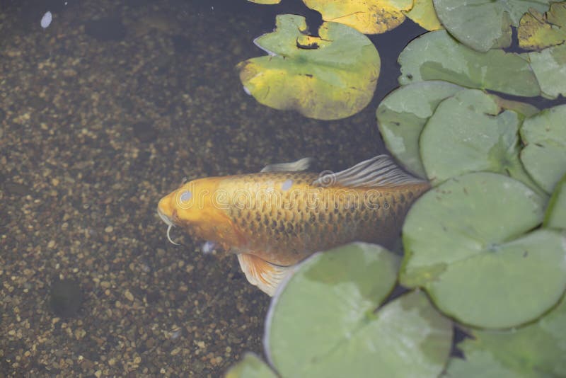 Gold Fish in the Pond. the Fish Swims Underwater Stock Image - Image of ...