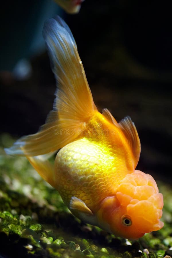 Gold fish stock photo. Image of animal, swimming, organism - 34896902