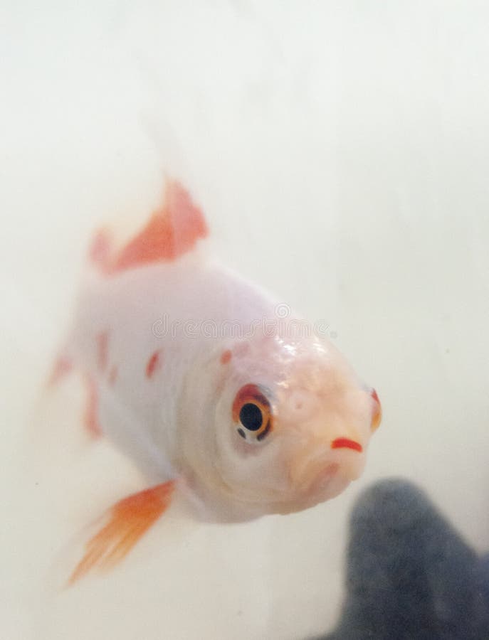 1,316 Sad Fish Stock Photos - Free & Royalty-Free Stock Photos from ...