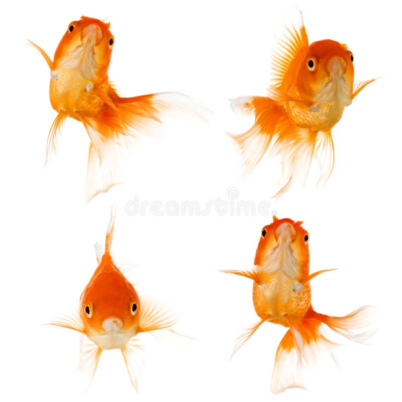 Gold Fish Jumping To Bigger Bowl Stock Photo - Image of gold, small ...