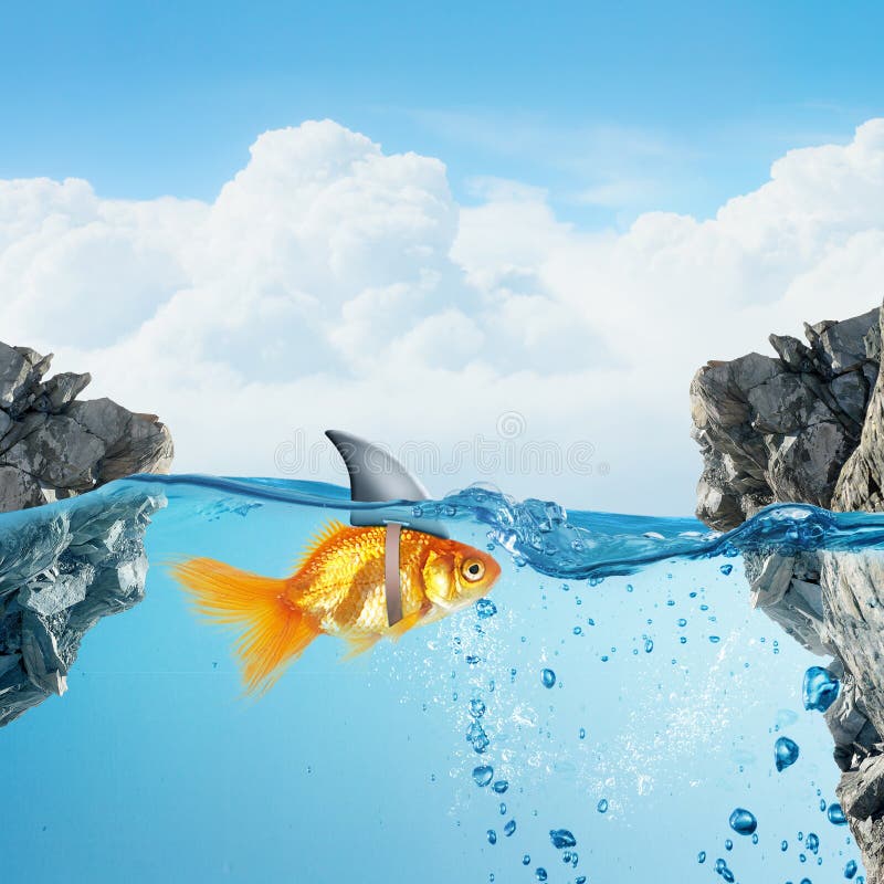 Gold Fish with Shark Flip . Mixed Media Stock Image - Image of clear ...