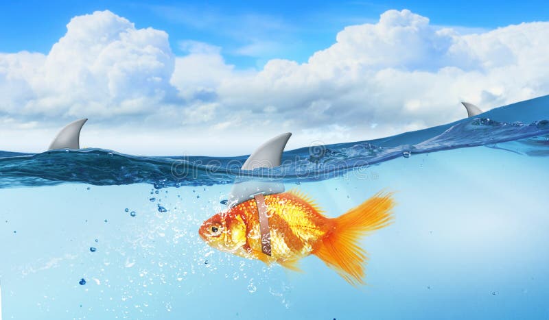 Gold Fish with Shark Flip . Mixed Media Stock Image - Image of fish ...