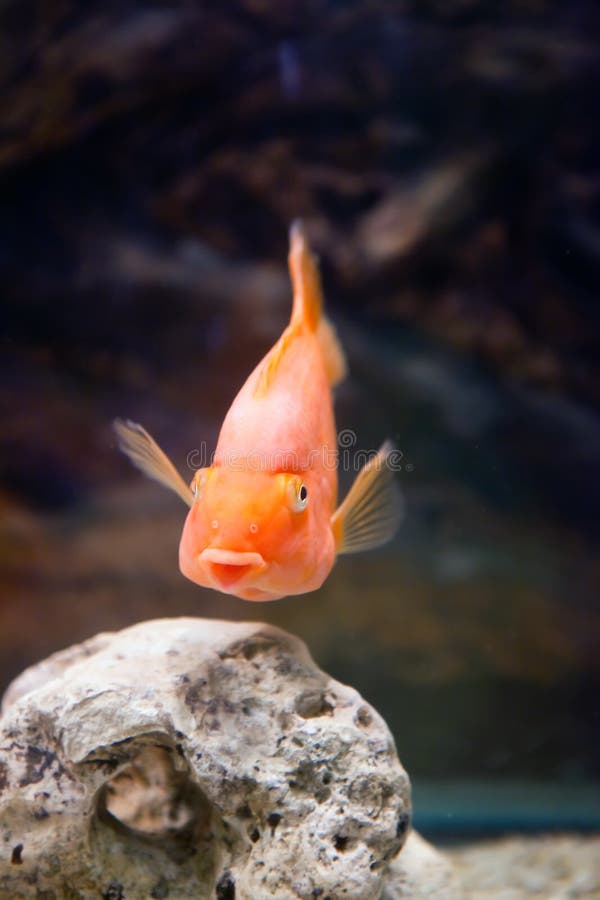 Gold Fish Smile Close-up Humor On A Face Stock Image - Image of lovely ...