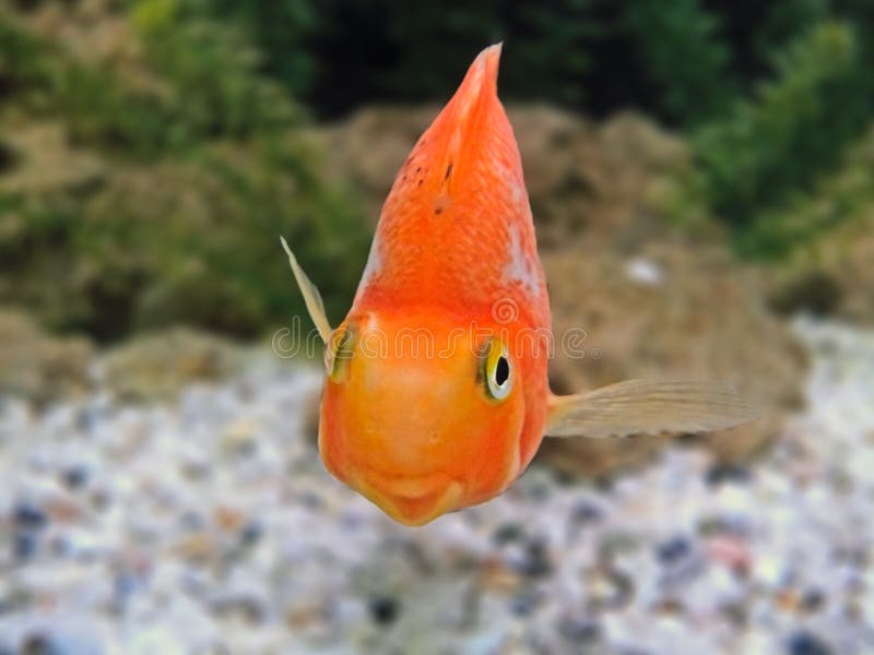 Gold Fish Smile Close-up Humor on a Face Stock Image - Image of lovely ...