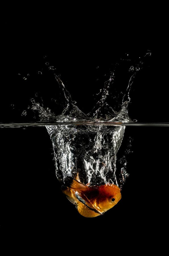 Gold Fish Splashing in Water Over Black Stock Image - Image of liquid ...