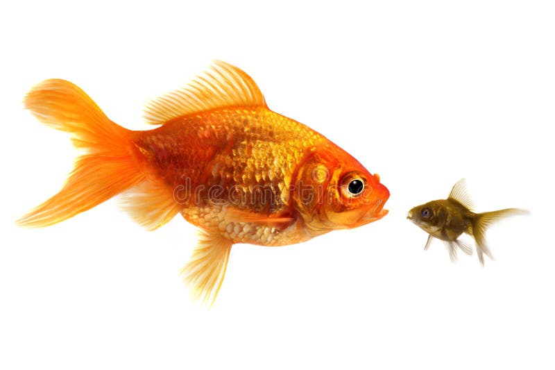 16,945 Fish Standing Photos - Free & Royalty-Free Stock Photos from ...