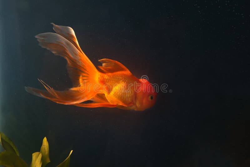 Demekin Goldfish Series stock photo. Image of demekin - 6244694