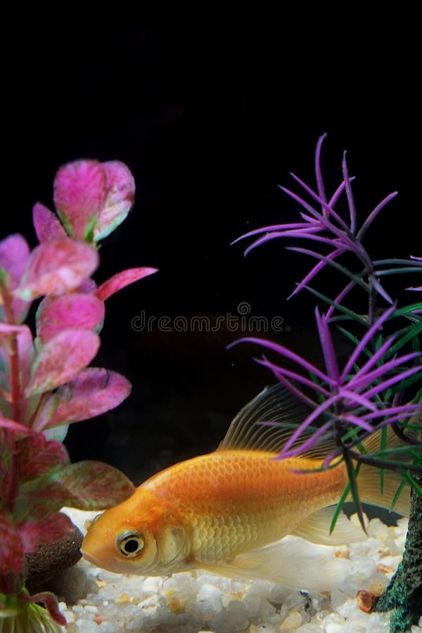 Gold Fish Swimming Deep Above White Pebbles Stock Image - Image of ...