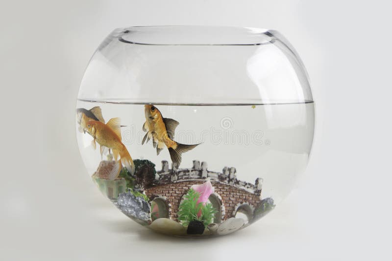 Gold fish in a fish tank stock image. Image of golden - 274749427