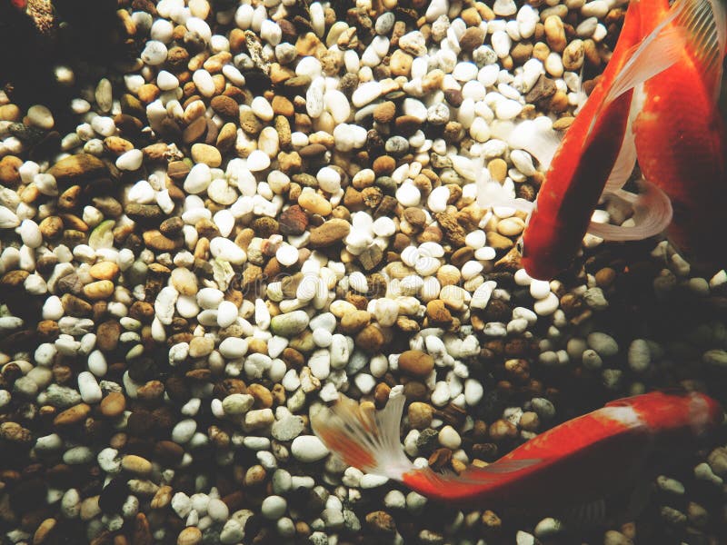 This is Gold Fish in the Tank, Top View Stock Image - Image of fishbowl ...