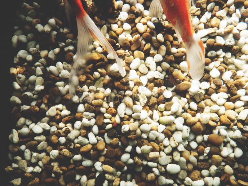 This is Gold Fish in the Tank, Top View Stock Image - Image of tank ...