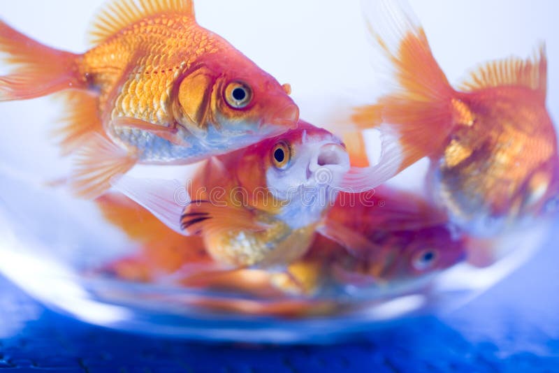 Gold fish underwater stock photo. Image of water, gold - 6340084