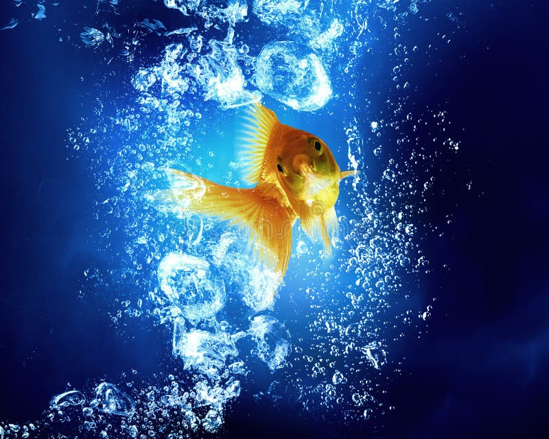 Gold fish in water stock photo. Image of swim, tropical - 61586604