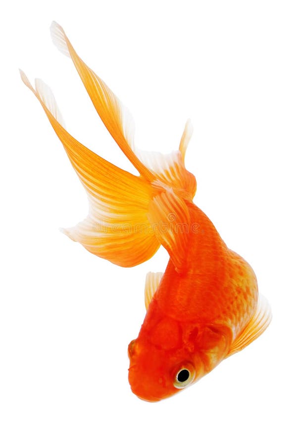 Goldfish Shadow Underwater Stock Photos - Free & Royalty-Free Stock ...