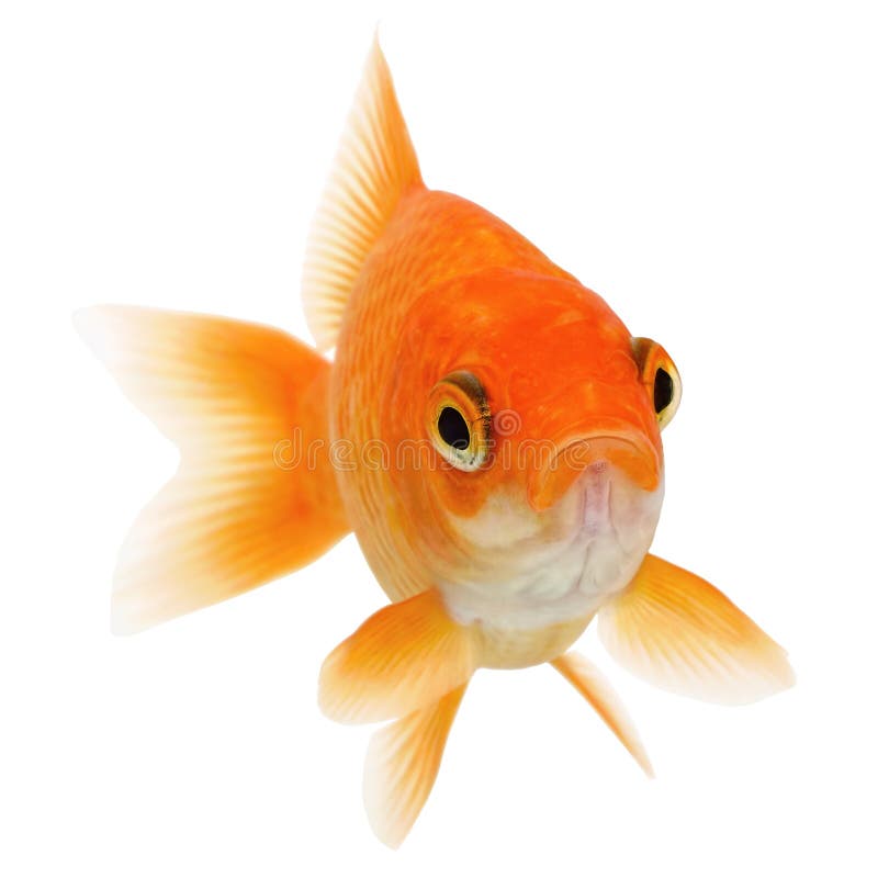 Gold Fish on White Background Stock Photo - Image of aquarium, goldfish ...