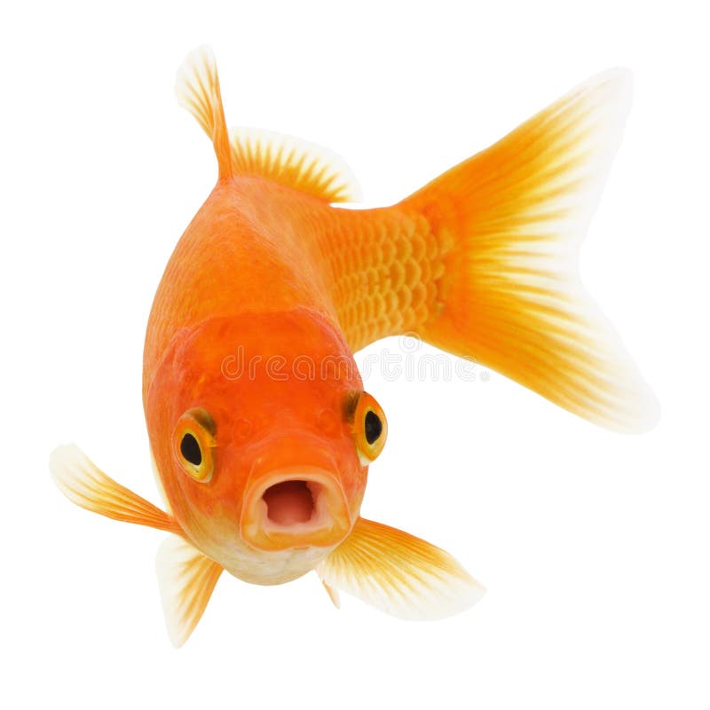 Gold Fish on White Background Stock Photo - Image of movement, fishtank ...