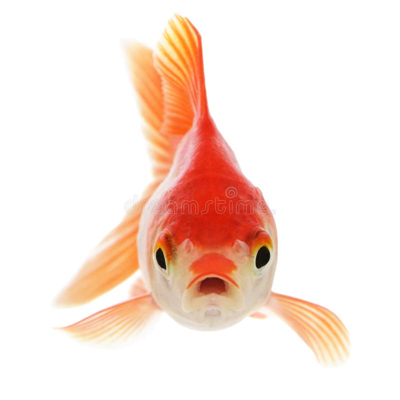 Gold Fish On White Background Stock Photo - Image of fishbowl, simple ...