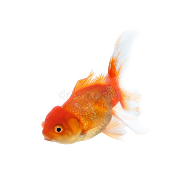 Gold Fish on Isolation White Stock Photo - Image of nature, float ...