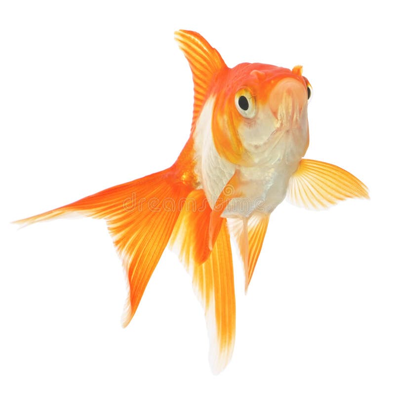 Gold Fish on White Background Stock Image - Image of aquarium, marine ...