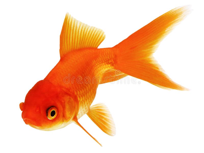 Gold Fish on White Background Stock Photo - Image of goldfish, isolated ...