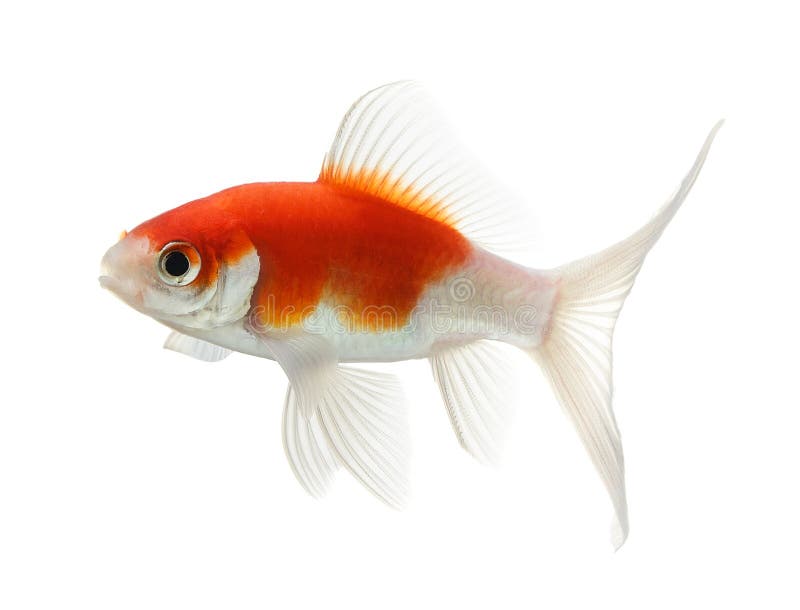 Gold Fish on White Background Stock Photo - Image of tail, carp: 48133706