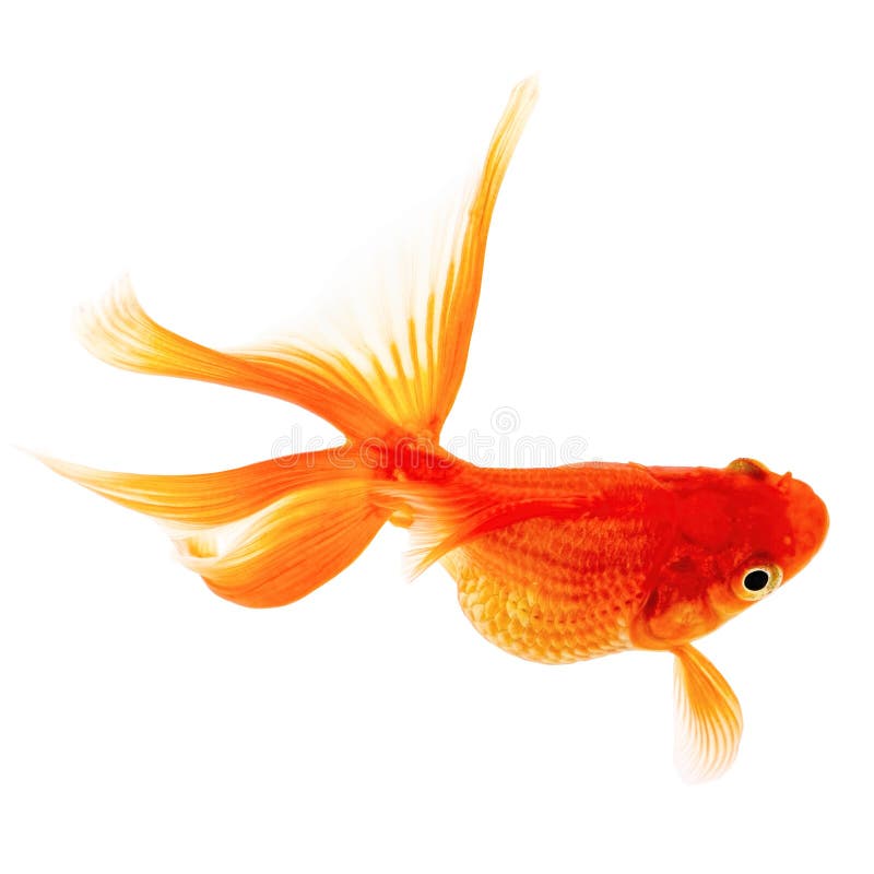 Gold Fish on White Background Stock Photo - Image of fish, small: 35880582