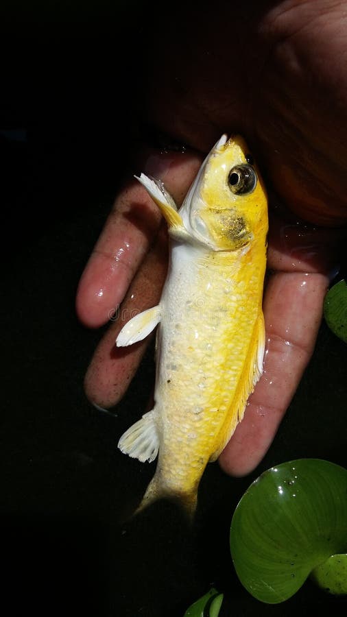 Gold fish stock photo. Image of gold, fish, animal, yellow - 135305110