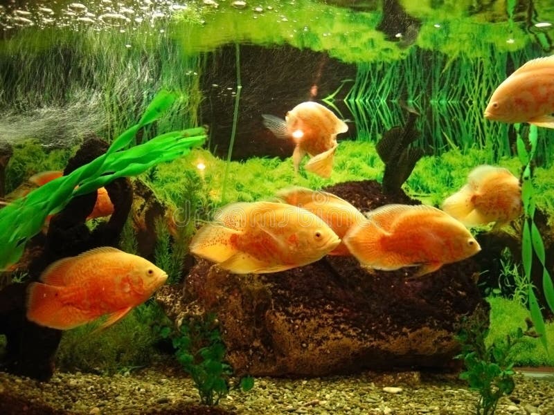 Gold fishes stock image. Image of aquarium, water, fish - 11137909