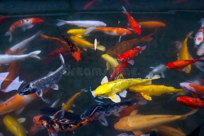 Gold fishes stock image. Image of fish, feed, gold, fishes - 61002137