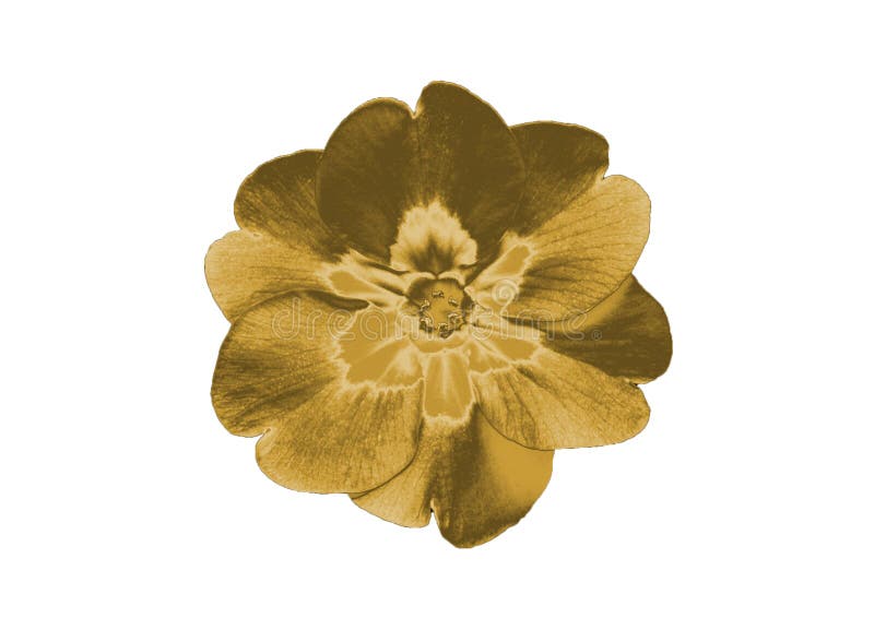 Gold flower stock image. Image of textures, lily, beauty - 96026109