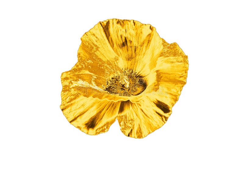 Gold flower stock photo. Image of flowers, bouquet, rose - 96026820