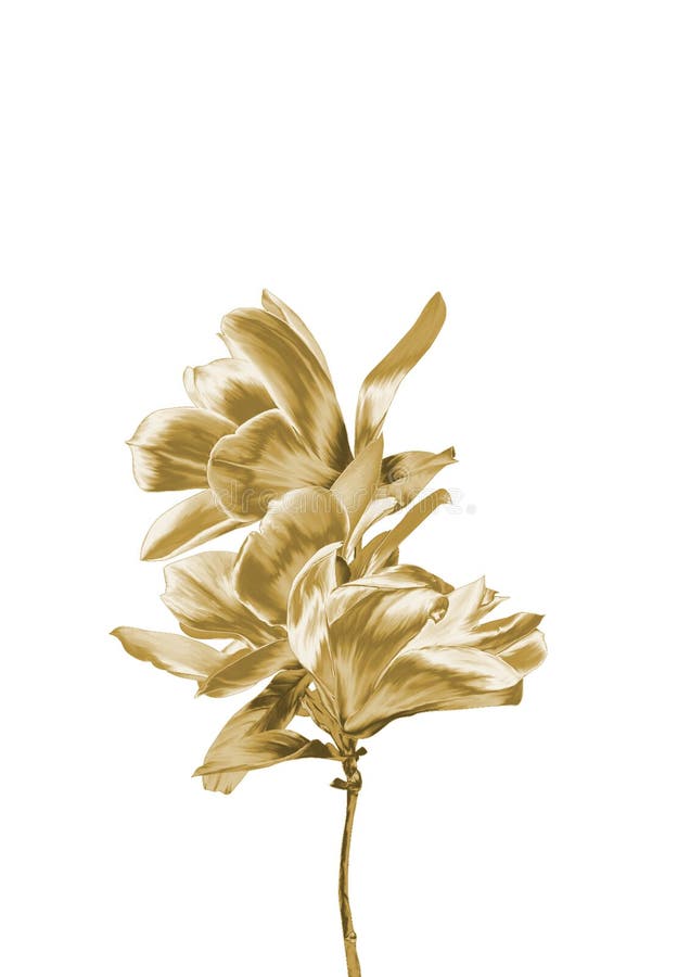 Gold flower stock image. Image of tulips, white, abstraction - 96037671